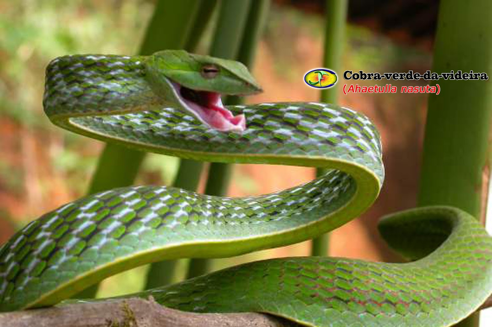 Zoologia: Cobra-verde-da-videira (Ahaetulla nasuta)